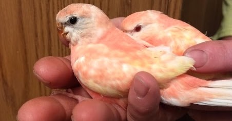 The Splendid Bourke Bird Blog: Rubino Bourke with Dark Eyes!