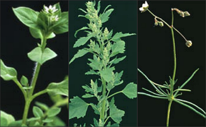 Grønns(m)ak: Kampen mot ugress vinner du nå