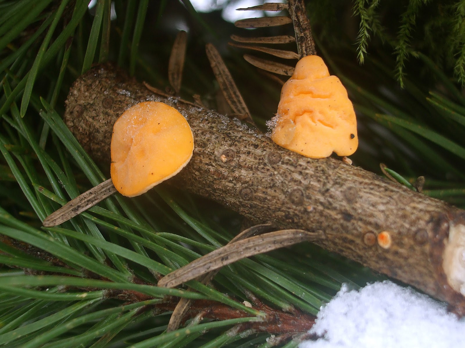 Calderdale Fungi - Halifax Scientific Society - Mycology Section: Fir ...