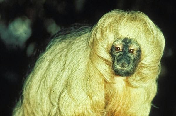 MS: Descubren cinco especies nuevas de monos “cabelludos” en la Amazonía