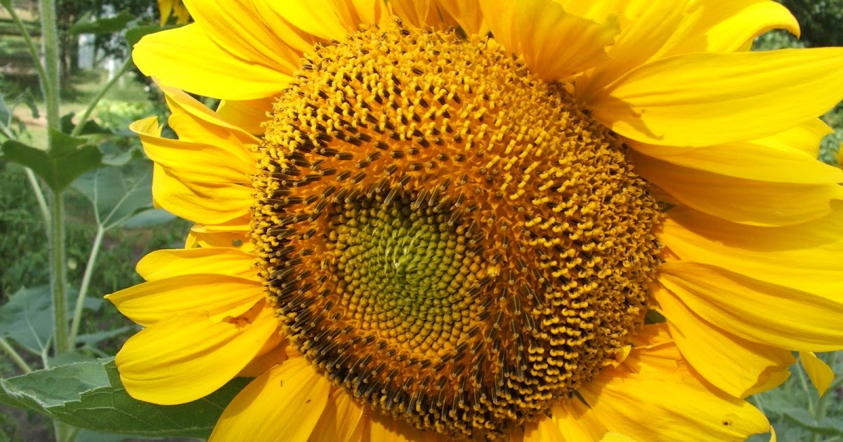God's Growing Garden: Mammoth Sunflowers