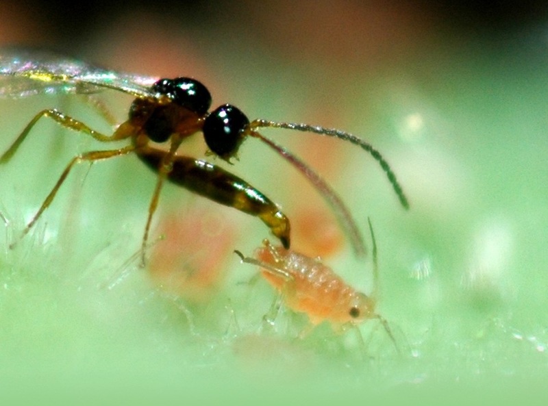 Mari Mengenal Serangga Parasitoid | Hama & Penyakit Tanaman