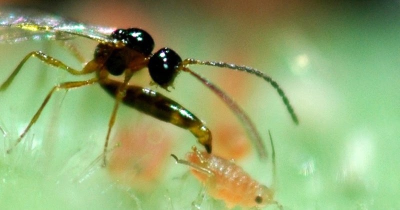 Mari Mengenal Serangga Parasitoid | Hama & Penyakit Tanaman