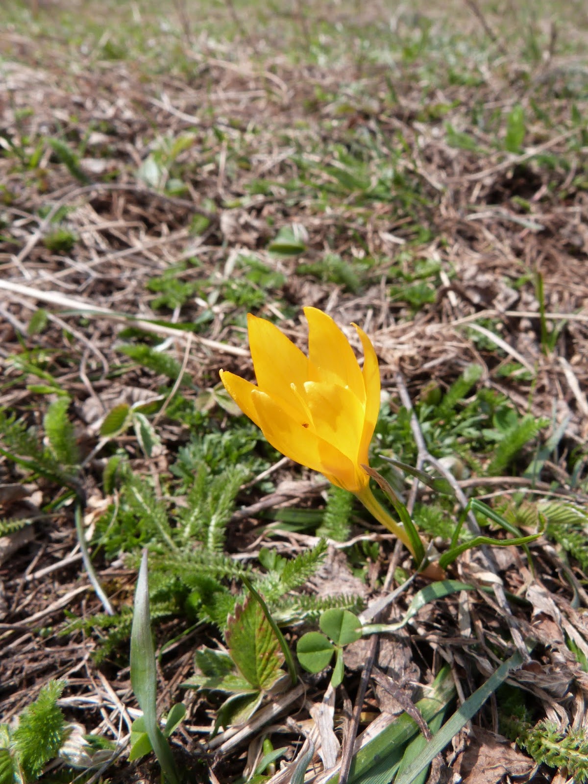 Frumusetile naturii: Brandusa galbena (Crocus olivieri)