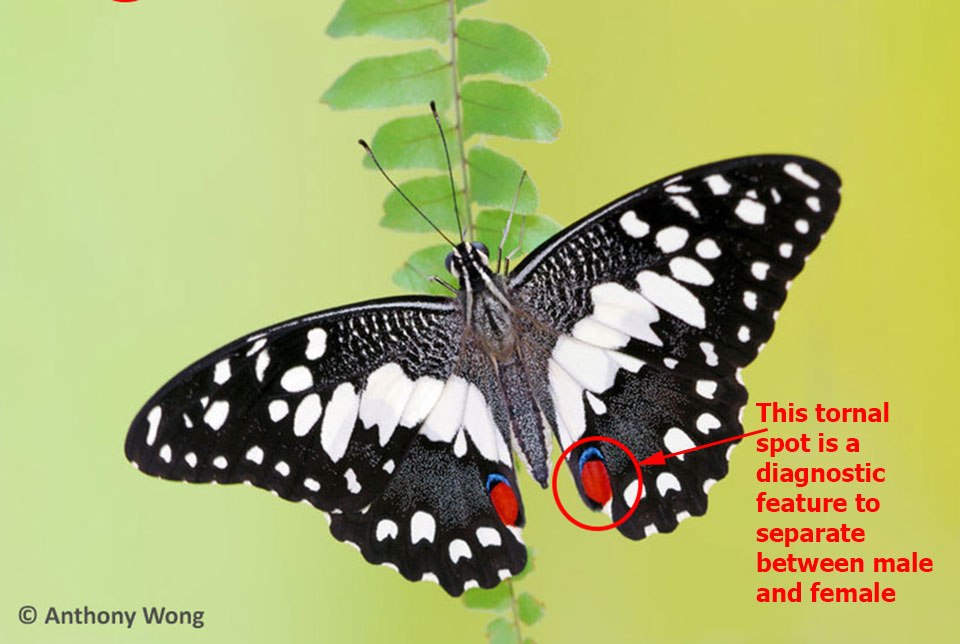 How To Identify Male And Female Butterfly at Lola Goll blog