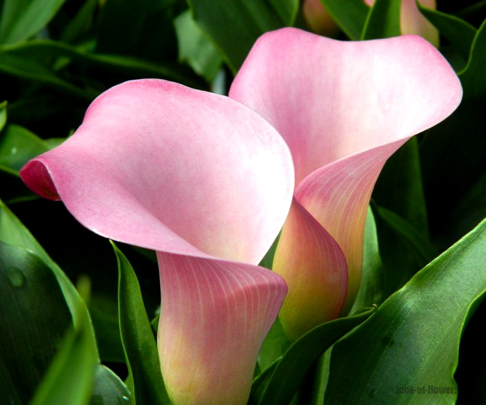 Calla flowers|Pictures of flowers