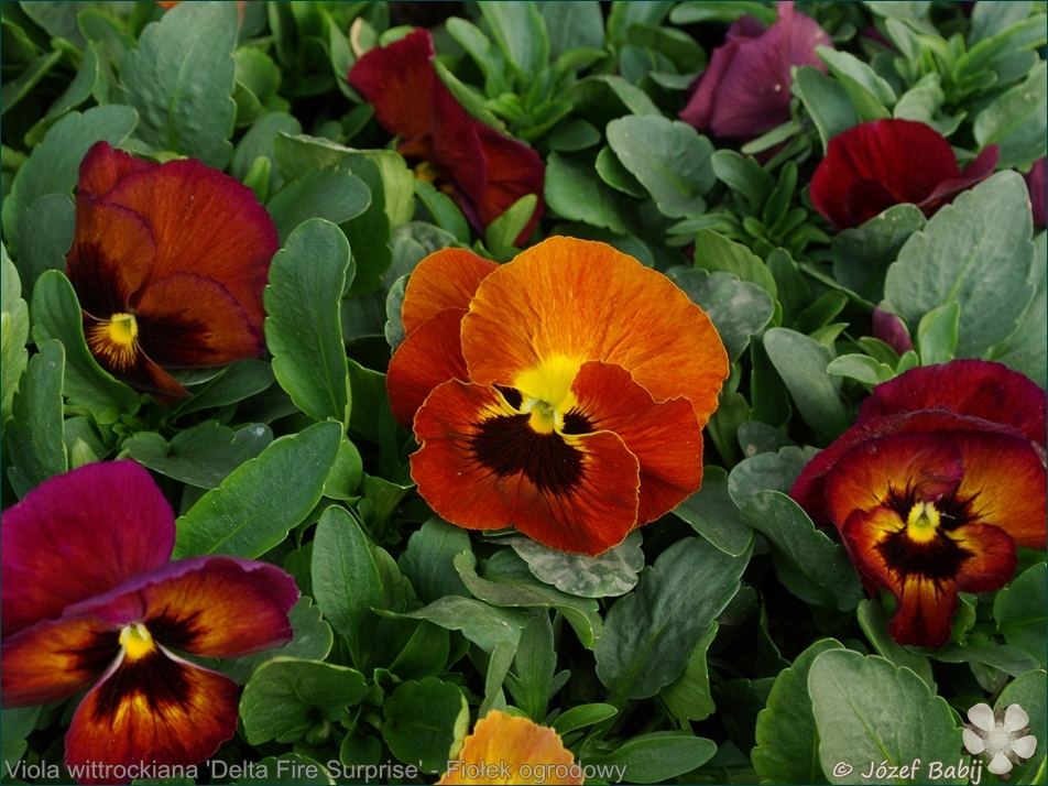 Plant Gallery - Encyklopedia Roślin: Viola wittrockiana 'Delta Fire ...