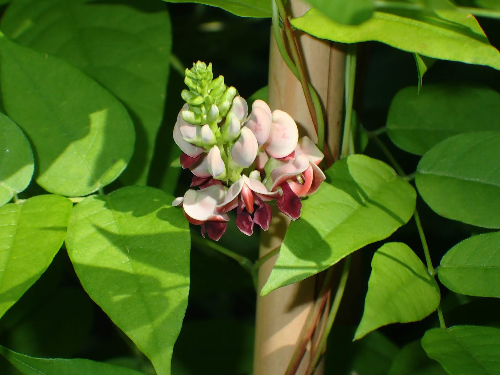 Scirpidiella's Plants: Groundnut species (Apios sp. div.) in flowers
