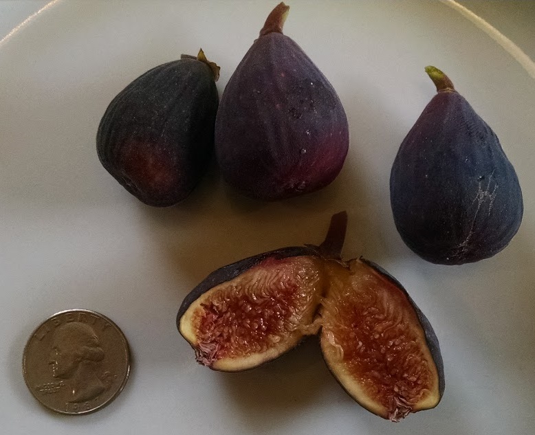 Desert Valley Orchard: Petite Negra Fig