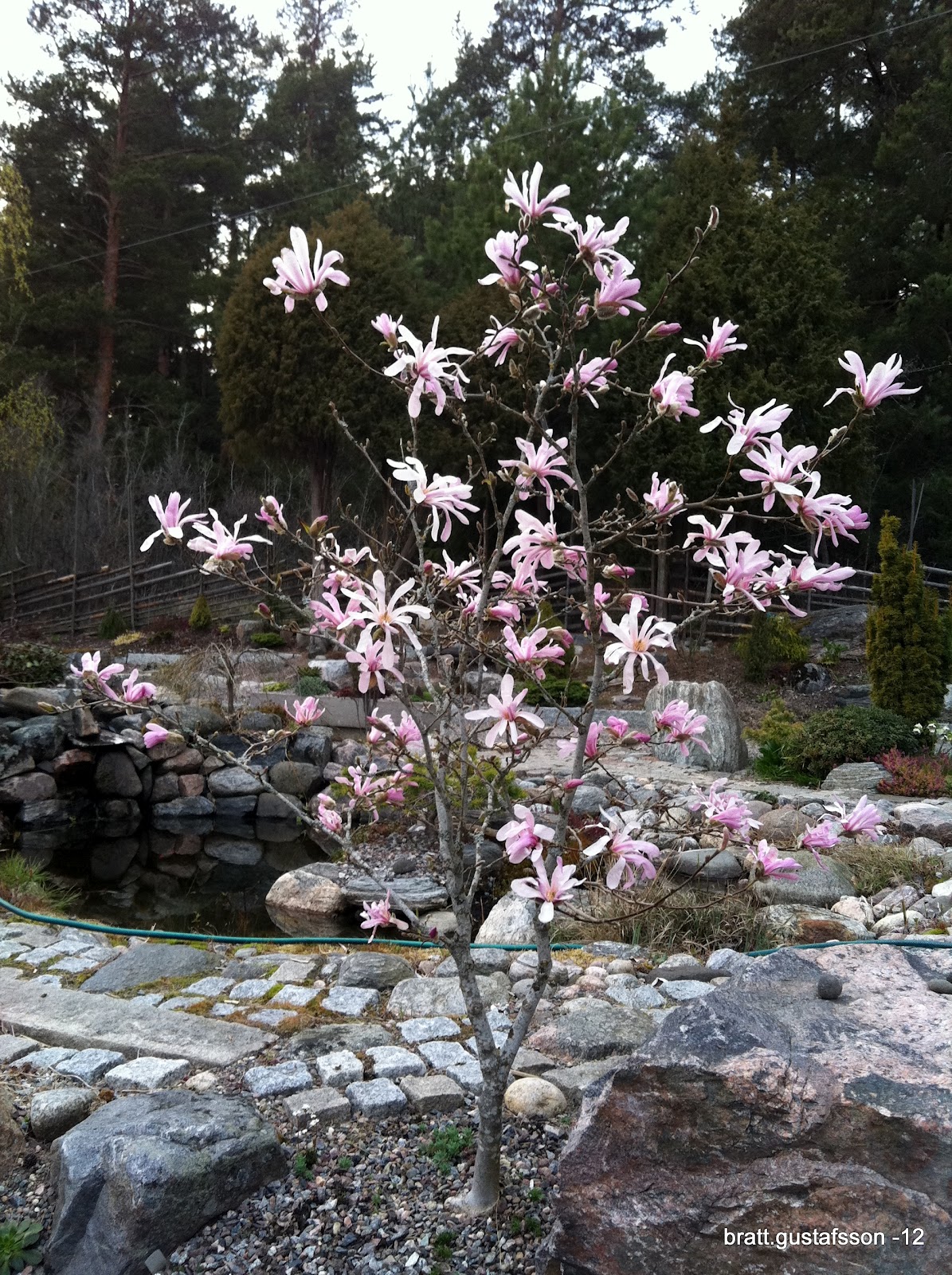 Trä och trädgård: Rabarber och rosa fluff