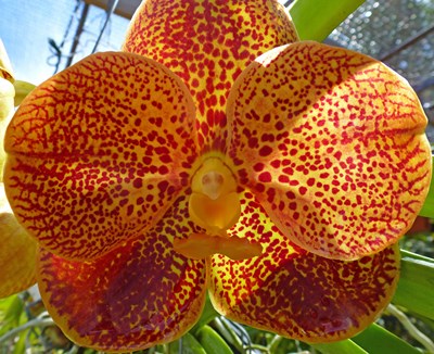 Vandário Mokara - Excelência no Cultivo de Orquídeas Vandas