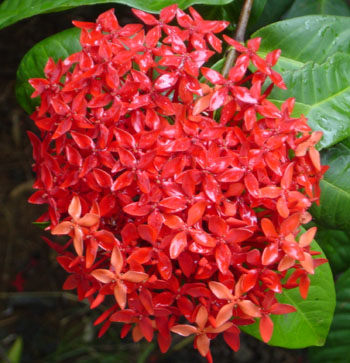 Bunga Ixora - Toko Bunga | Florist Jakarta | Toko Bunga Online ...