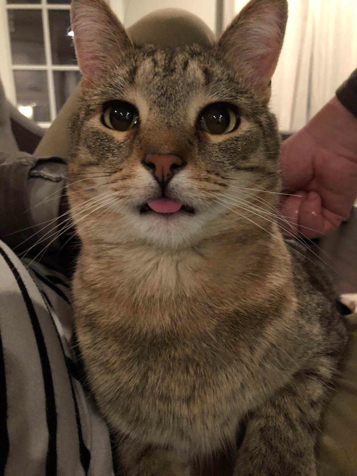 Funny cats - part 291 (40 pics + 10 gifs) | Amazing Creatures