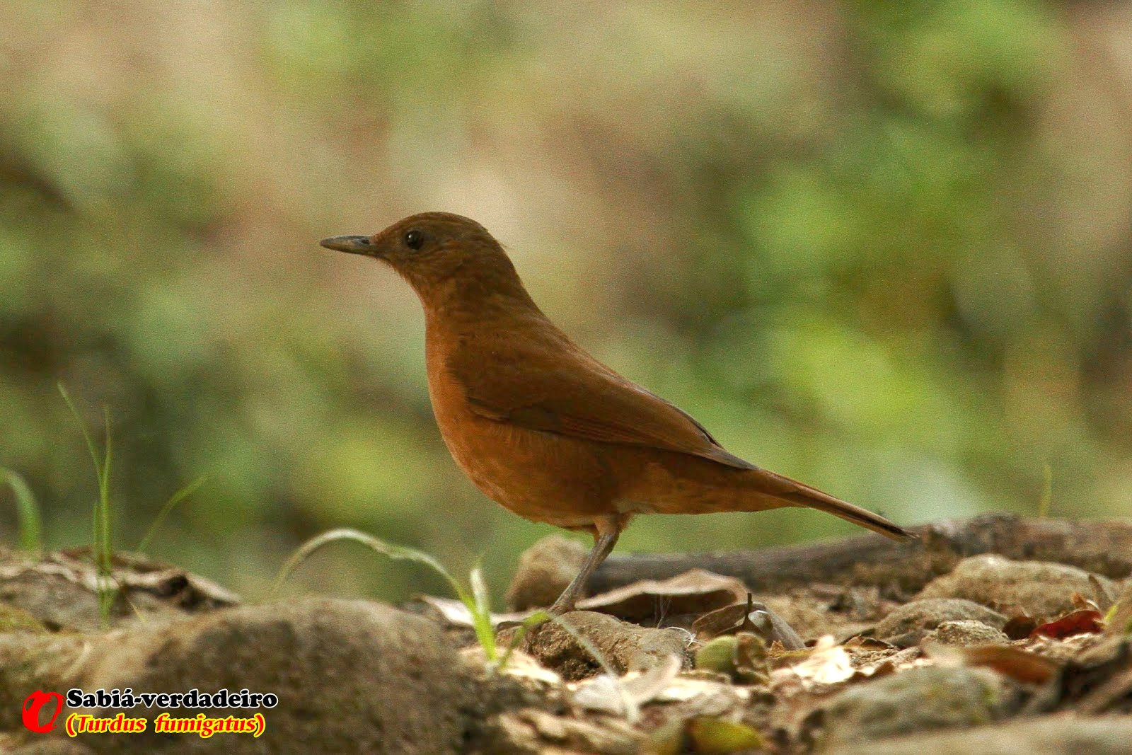 UNAIENSES: ORNITOLOGIA - Conheça o Sabiá-verdadeiro (Turdus fumigatus)