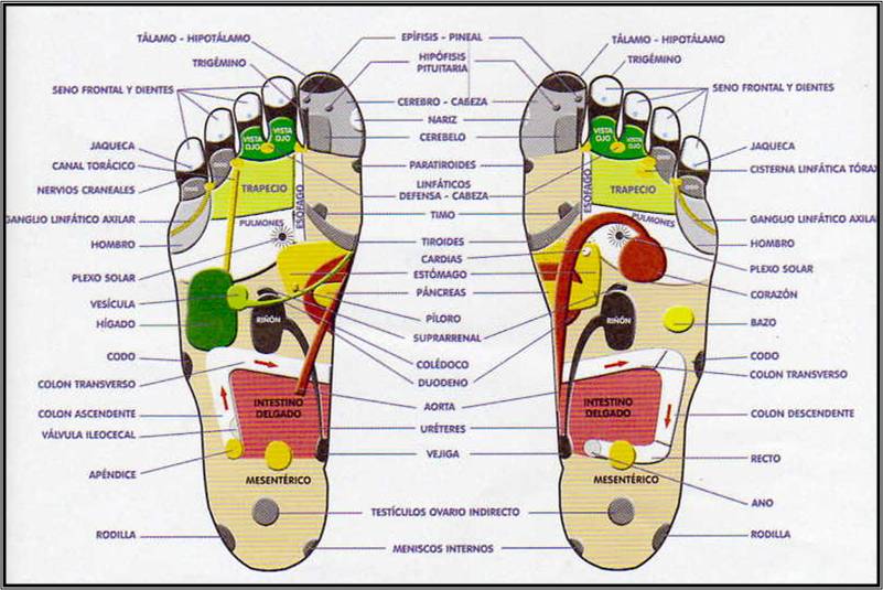 buenasterapias: Reflexología podal, pies felices
