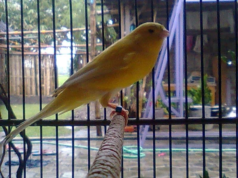 BURUNG KENARI : lokal, impor, AF, F1, F2