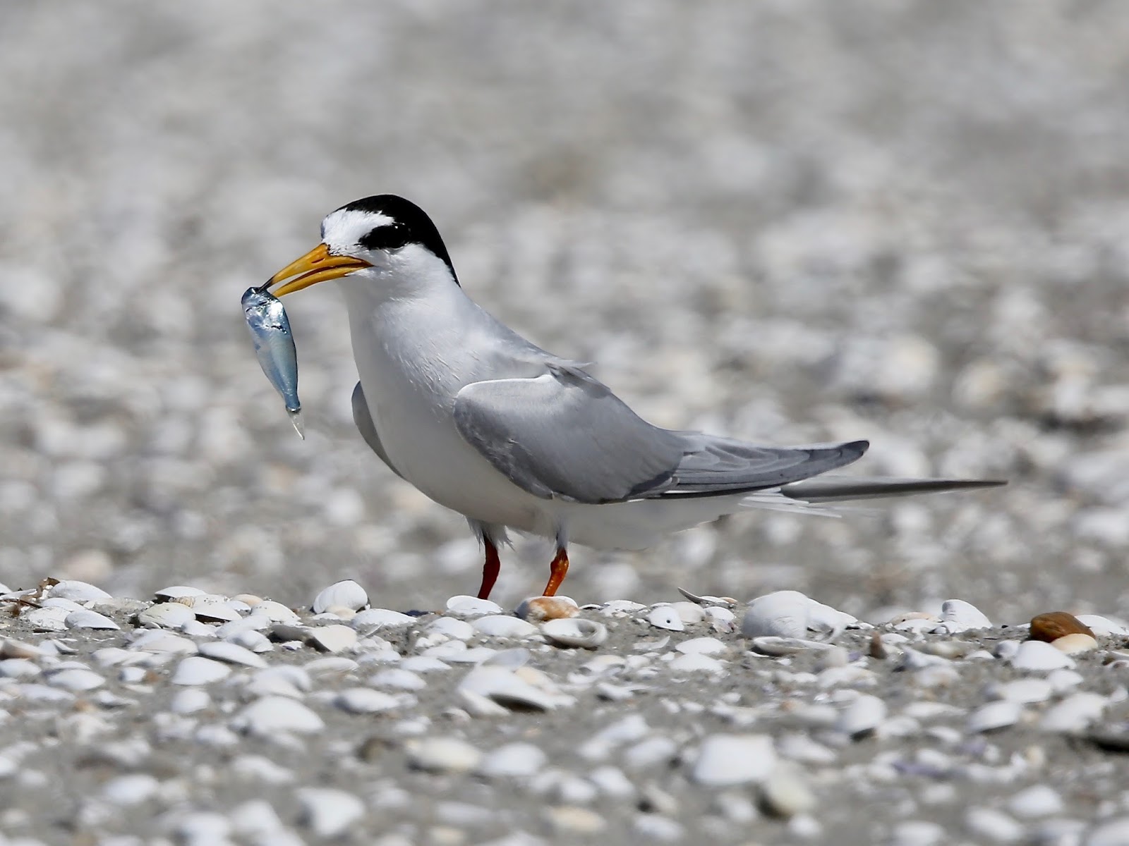 Avithera: Fairy and Little Tern portraits