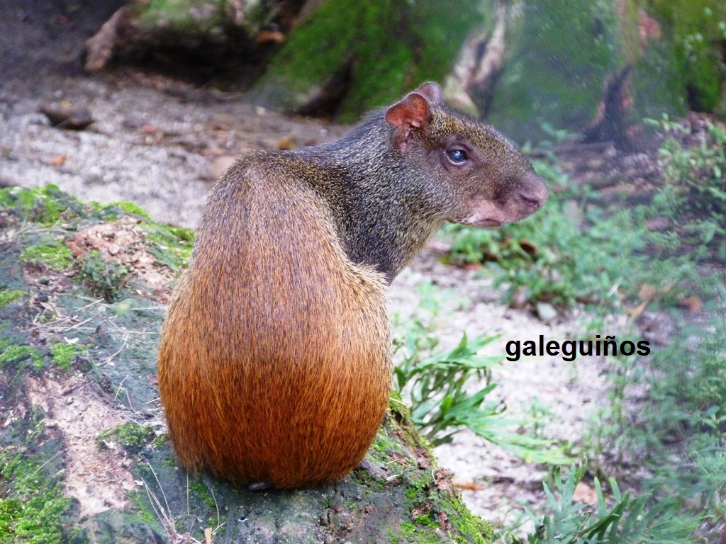 Agutí brasileño (Dasyprocta leporina) | ELANIO AZUL