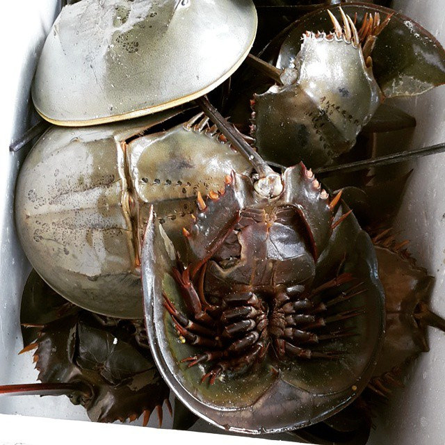 Hal dunia: Gambar Belangkas