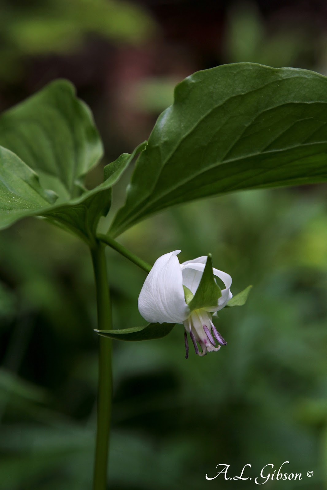 The Buckeye Botanist: The Bruce Peninsula Part VI: An Alvar Wonderland