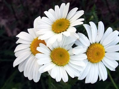 Espaço Compartilhado: FLORES