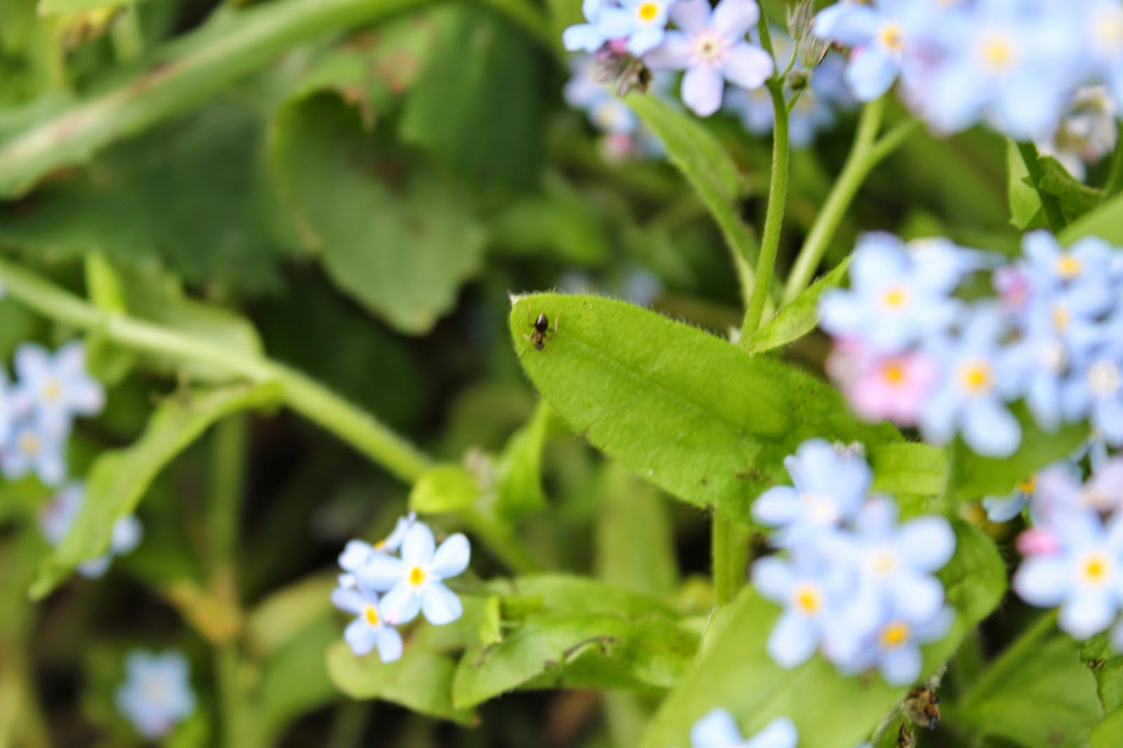 How Does Your Garden Grow? | The Mini Mes and Me