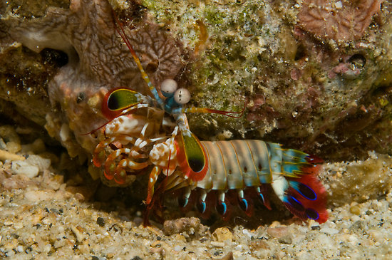 Life of Mantis Shrimp - Life of Sea