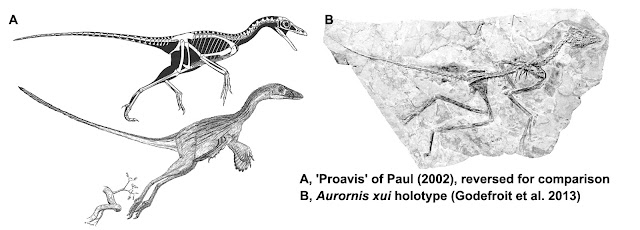 Theropoda: Aurornis xui: nuova luce sull'origine degli uccelli