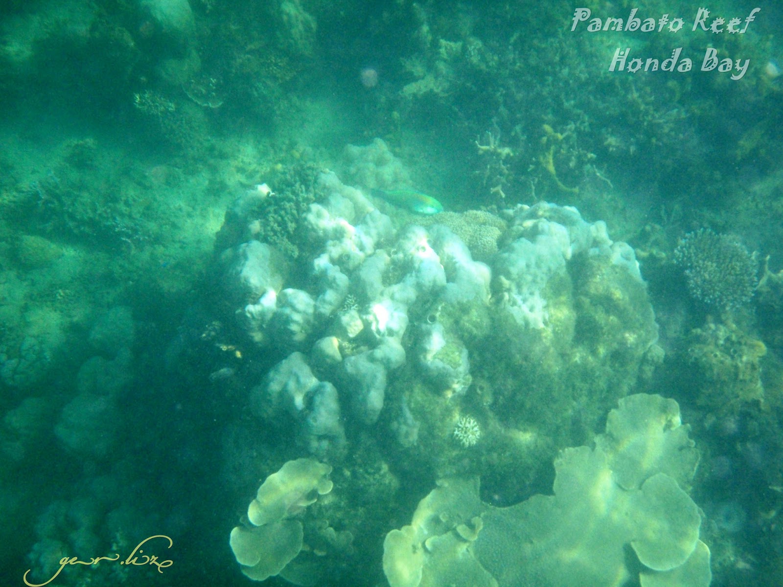 Honda Bay: Pambato Reef [Puerto Princesa 2013] | Trips... by Liz