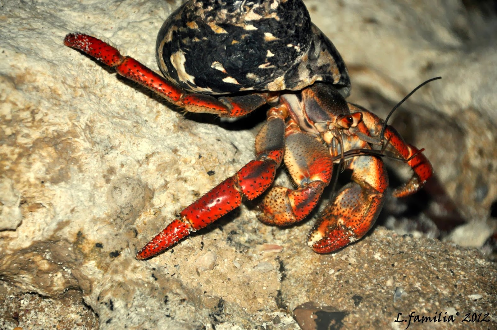Visita en Alto Velo, Isla adyacente al suroeste de la Republica Dominicana