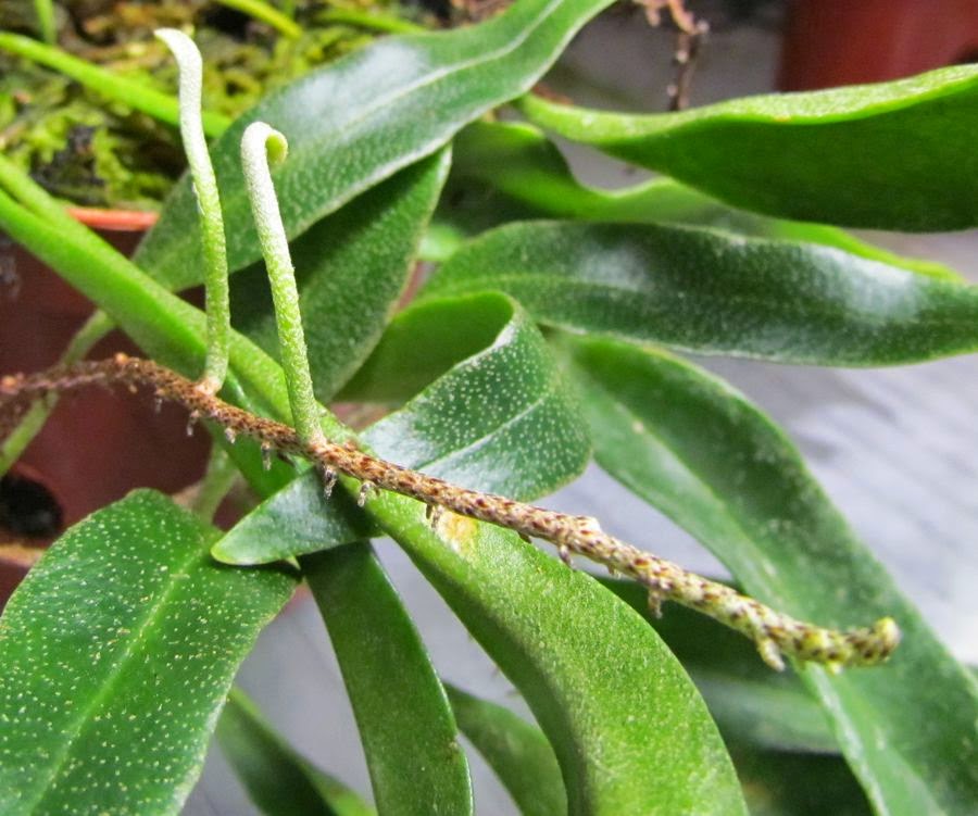 Pleurothallidinae: Microgramma nitida