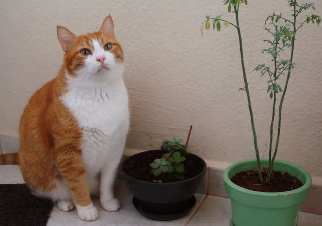 Refúgio Hotel para Gatos - Porto Alegre/RS: A linda história de Janaína ...