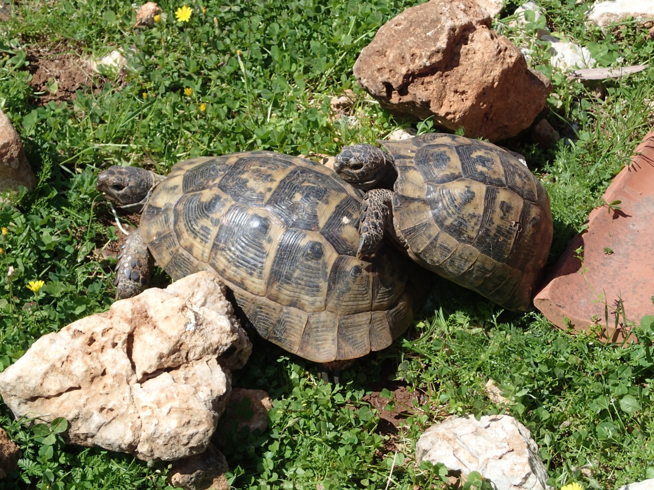 Grant & Robin's Travels: Lycian Way Day 16, 24 March 2013