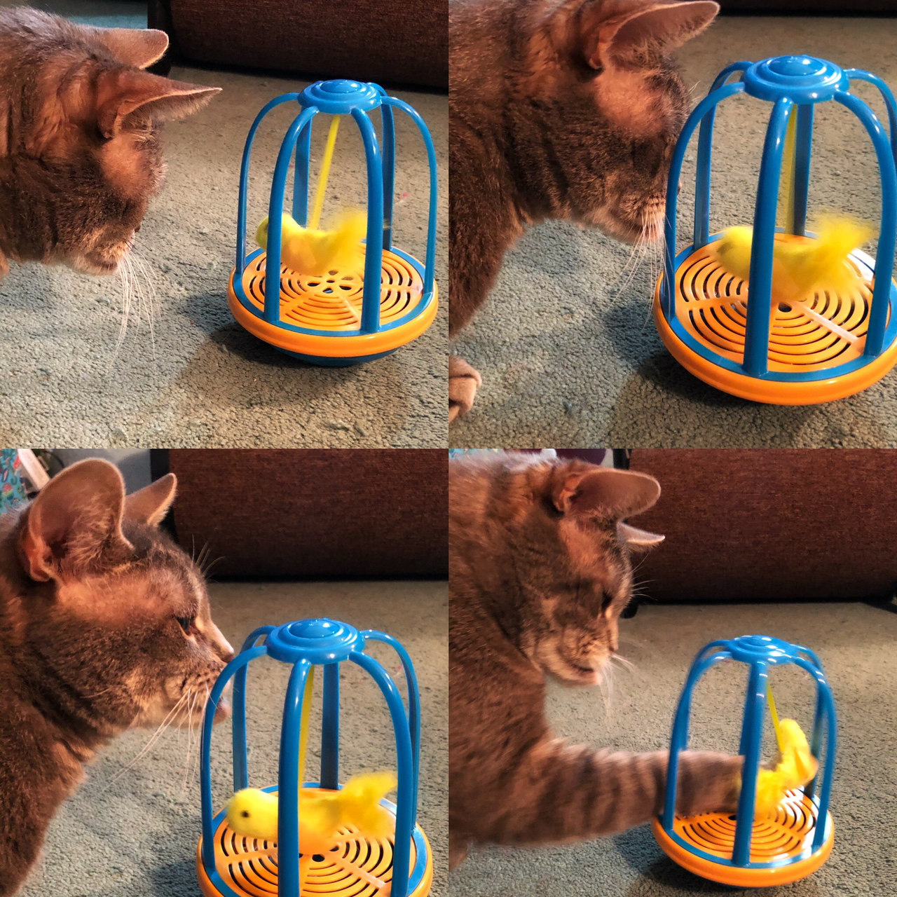 Cat and DOG Chat With Caren: "It's a Bird!!" Wait! It's a Bird in a ...