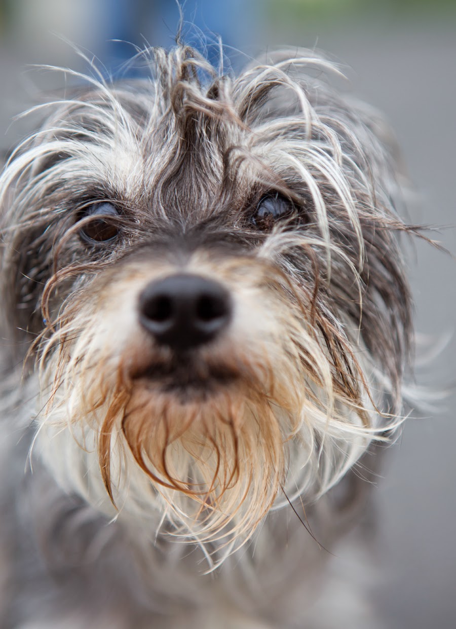 Shelter Dogs of Portland: "BOSTON" cute scruffy terrier