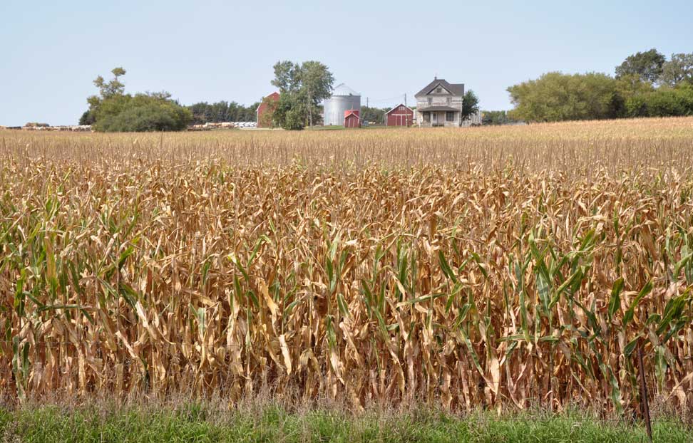 Taken For Granted: Corn Field August and September