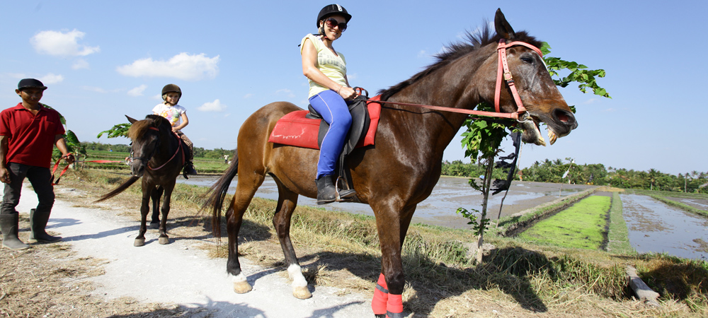 THINGS TO DO IN BALI GUIDE: KUDA P STABLES @ Pererenan