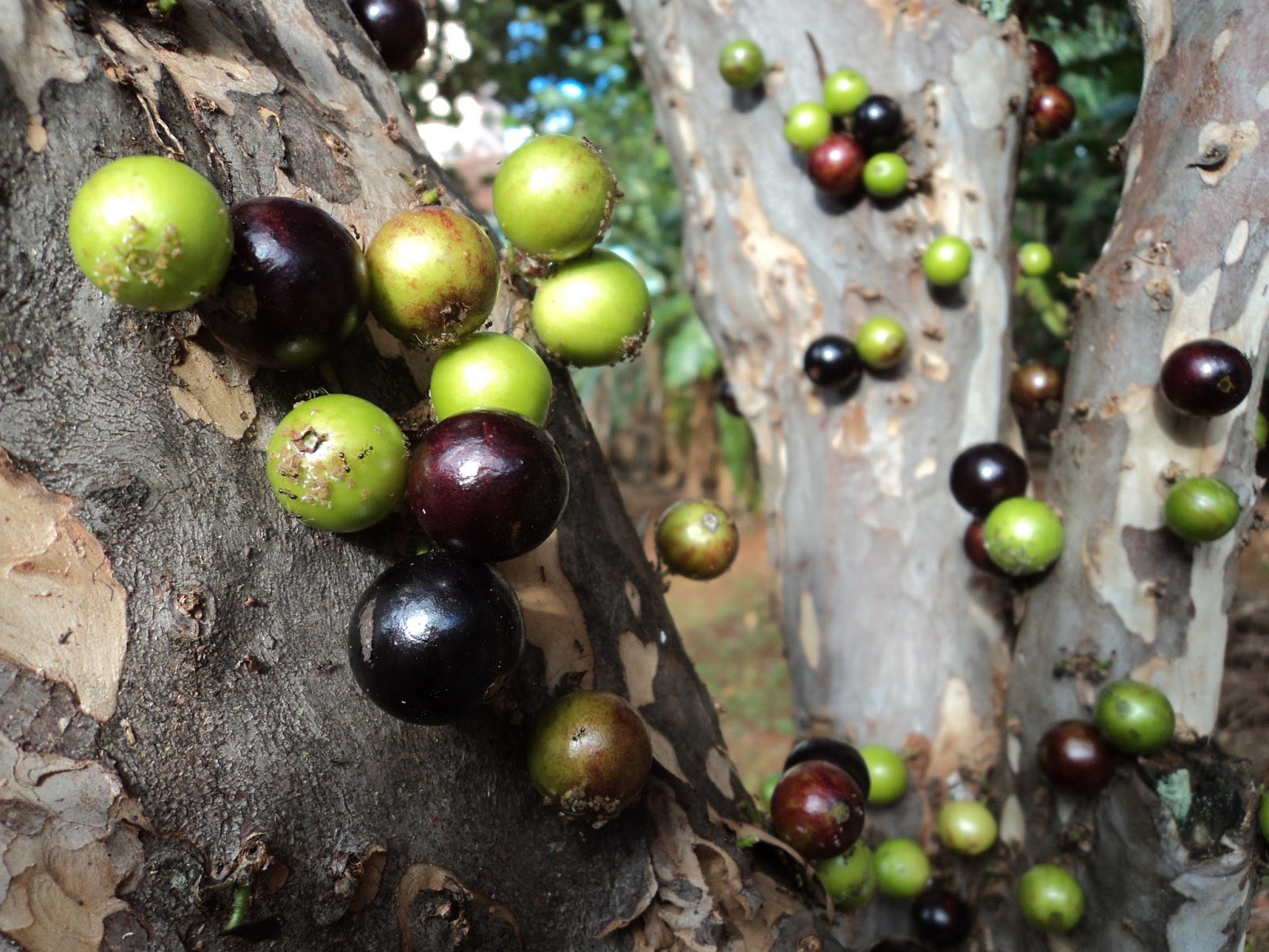 Amazing Brazilian Grape Tree : Jabuticaba, Guaperu, Guapuru, Hivapuru ...