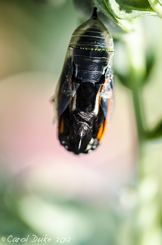 Flower Hill Farm: September 2012