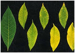 Trias Bodro: GEJALA DEFISIENSI UNSUR HARA PADA TANAMAN KARET