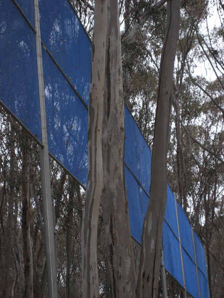 SCA-LARC: Two Running Violet V Forms