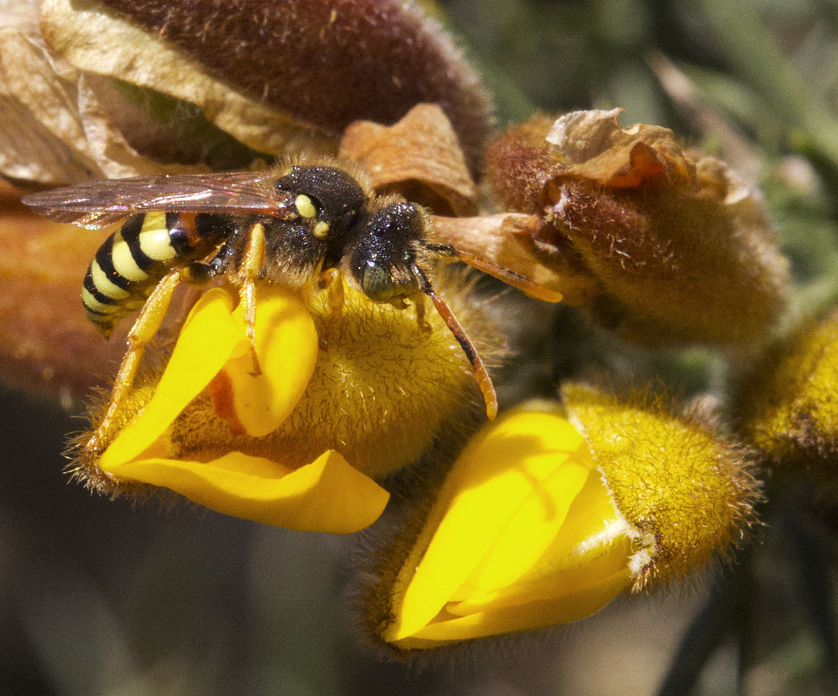 Cuckoo Bee | Naturally