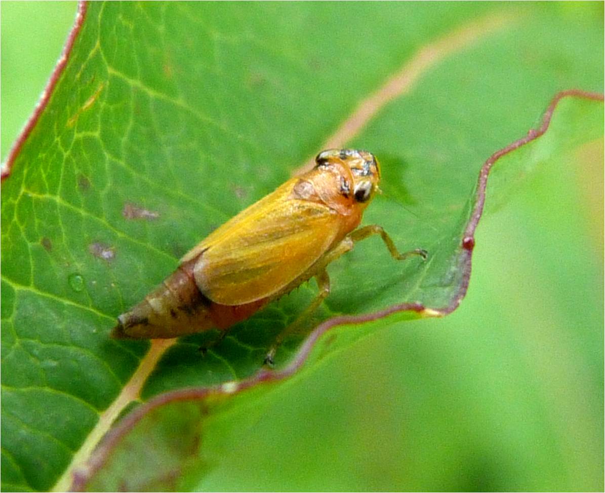 Insects of Scotland: True Bugs
