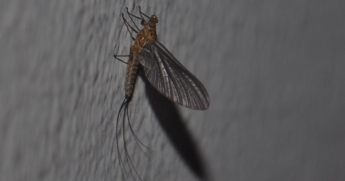 ZOOTOGRAFIANDO (6.100 ANIMALS): MOSCA DE MAYO O EFÍMERA MAYOR (Ephemera ...