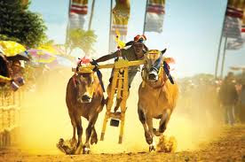 culture of Indonesia: cultural races in Madura cattle