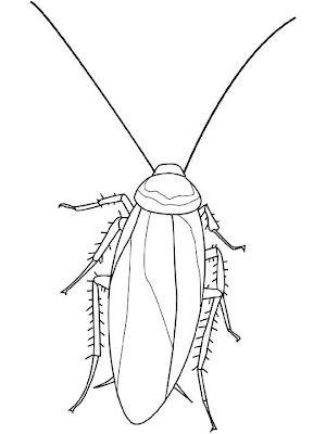 Como dibujar un grillo - Imagui