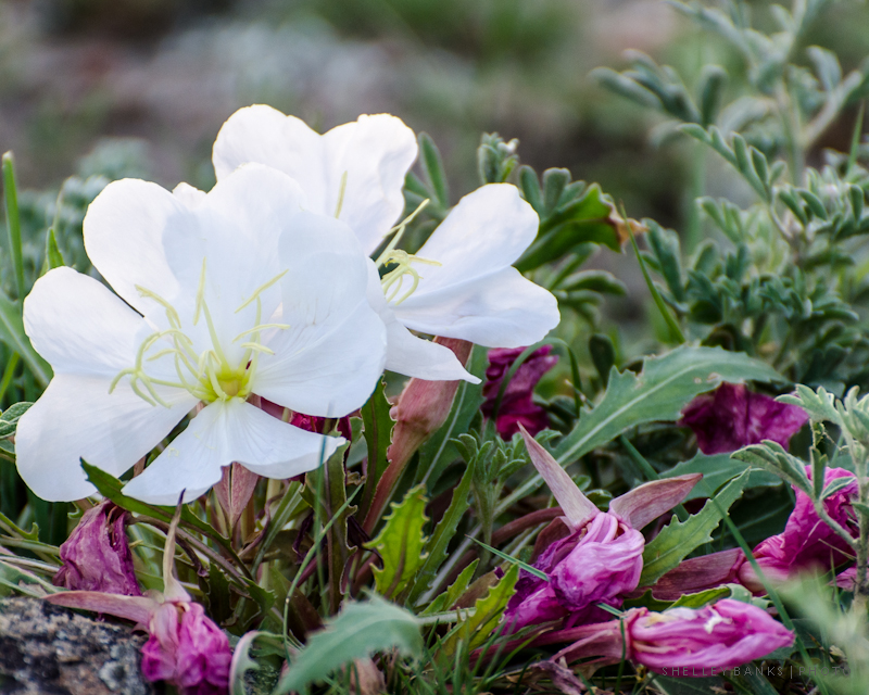 Prairie Wildflowers: Gumbo Evening Primrose at Grasslands Park