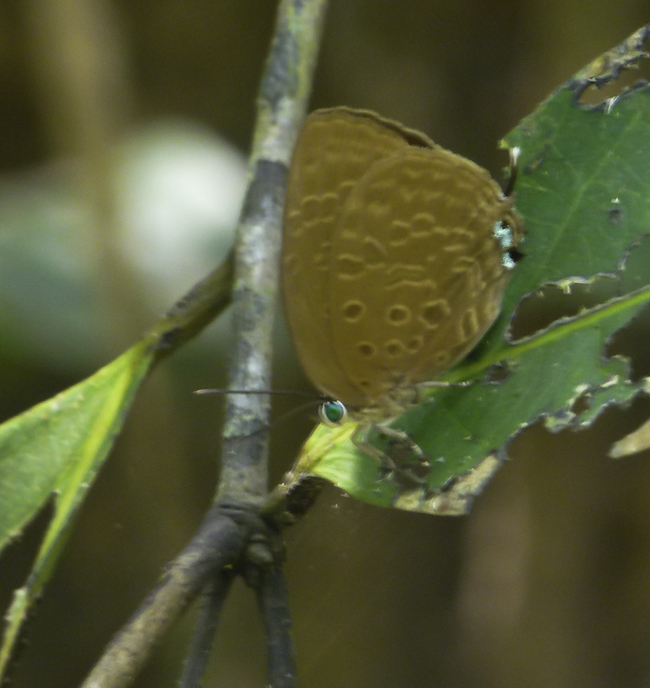 Art and Other Adventures with Narca: Okoki's White-winged Ducks, and More!