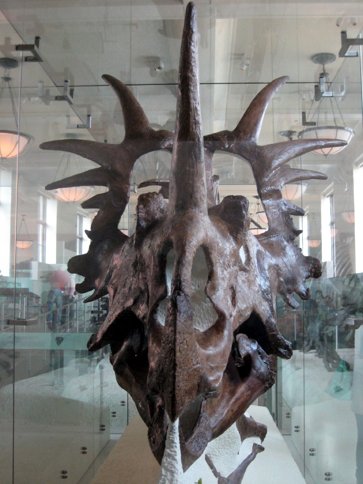Extinct Animal of the Week: Styracosaurus images