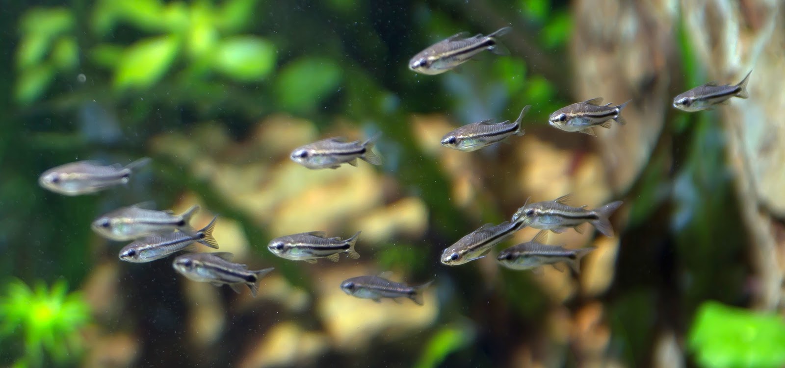 Ikan Hias Export: Corydoras pygmy
